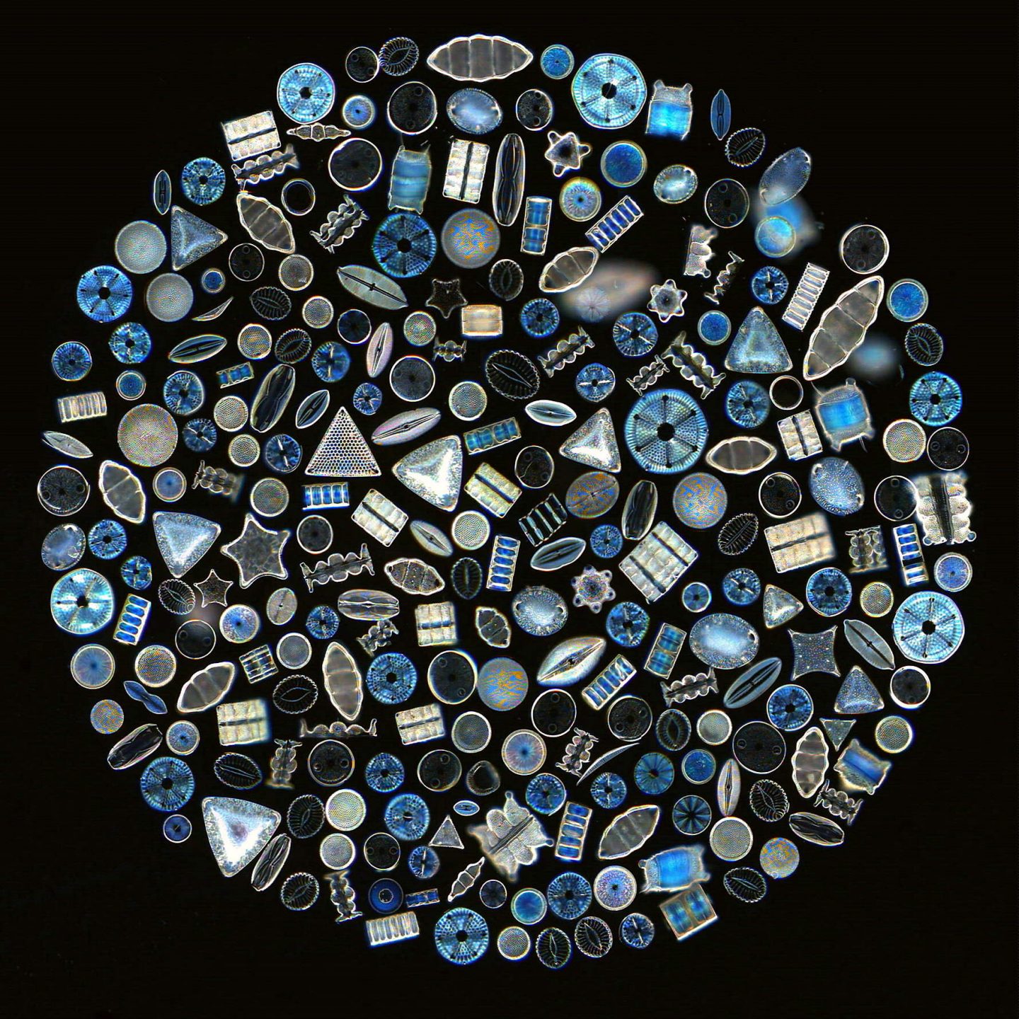 Diatomeas Marinas Bajo El Microscopio