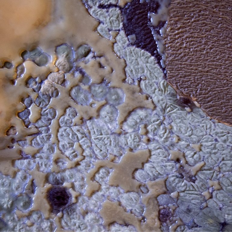 María Mallo: “Descubrir la naturaleza fue una liberación” – Probeta Mag